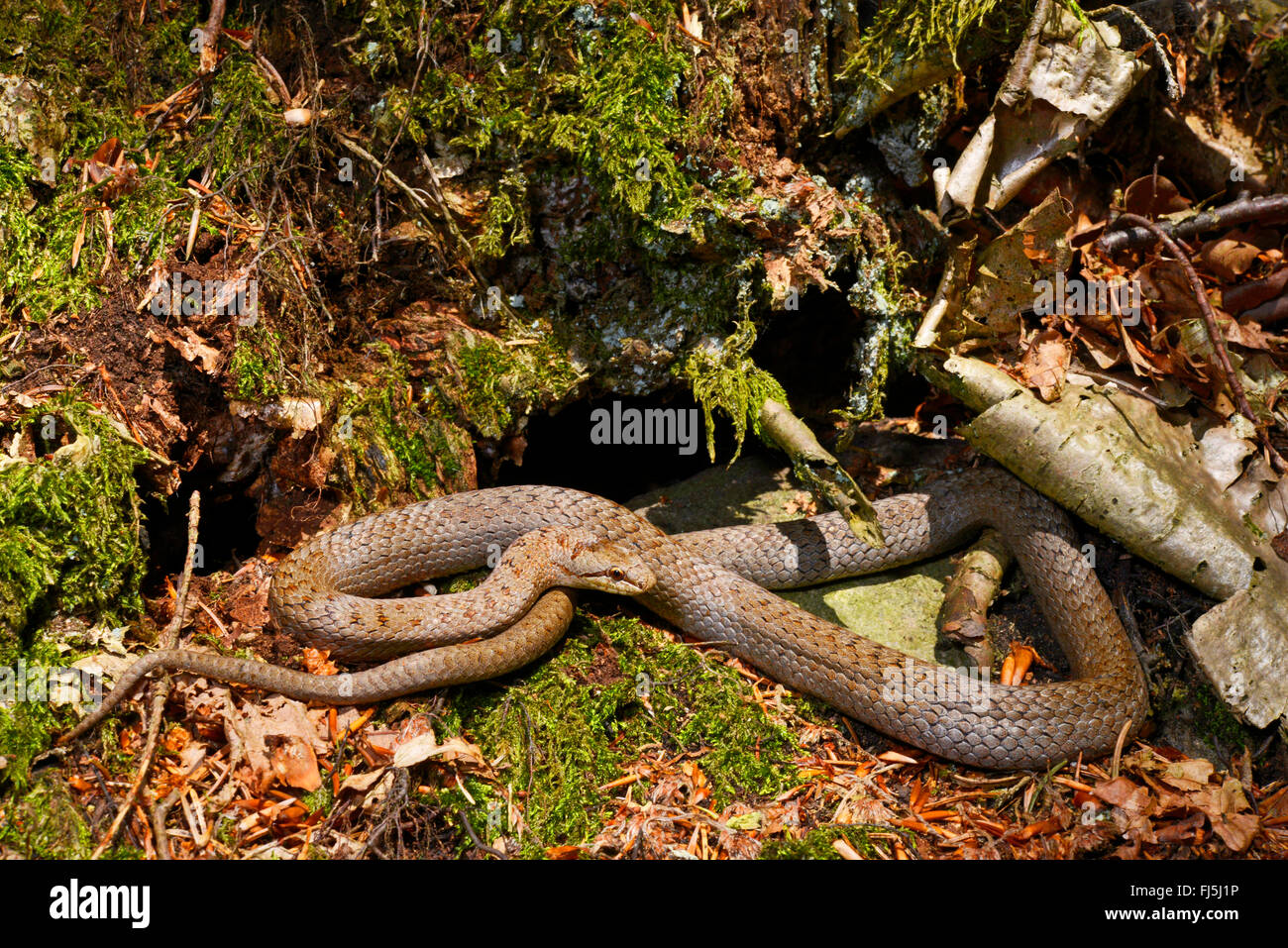 Southern Smooth Snake Stock Photos & Southern Smooth Snake Stock Images ...