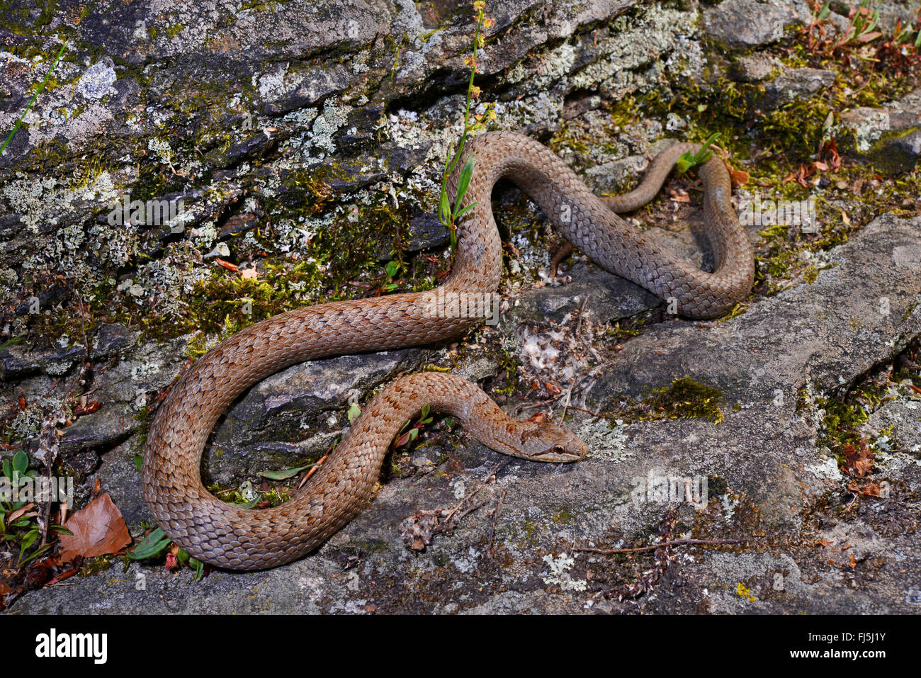 Southern smooth snake hi-res stock photography and images - Alamy