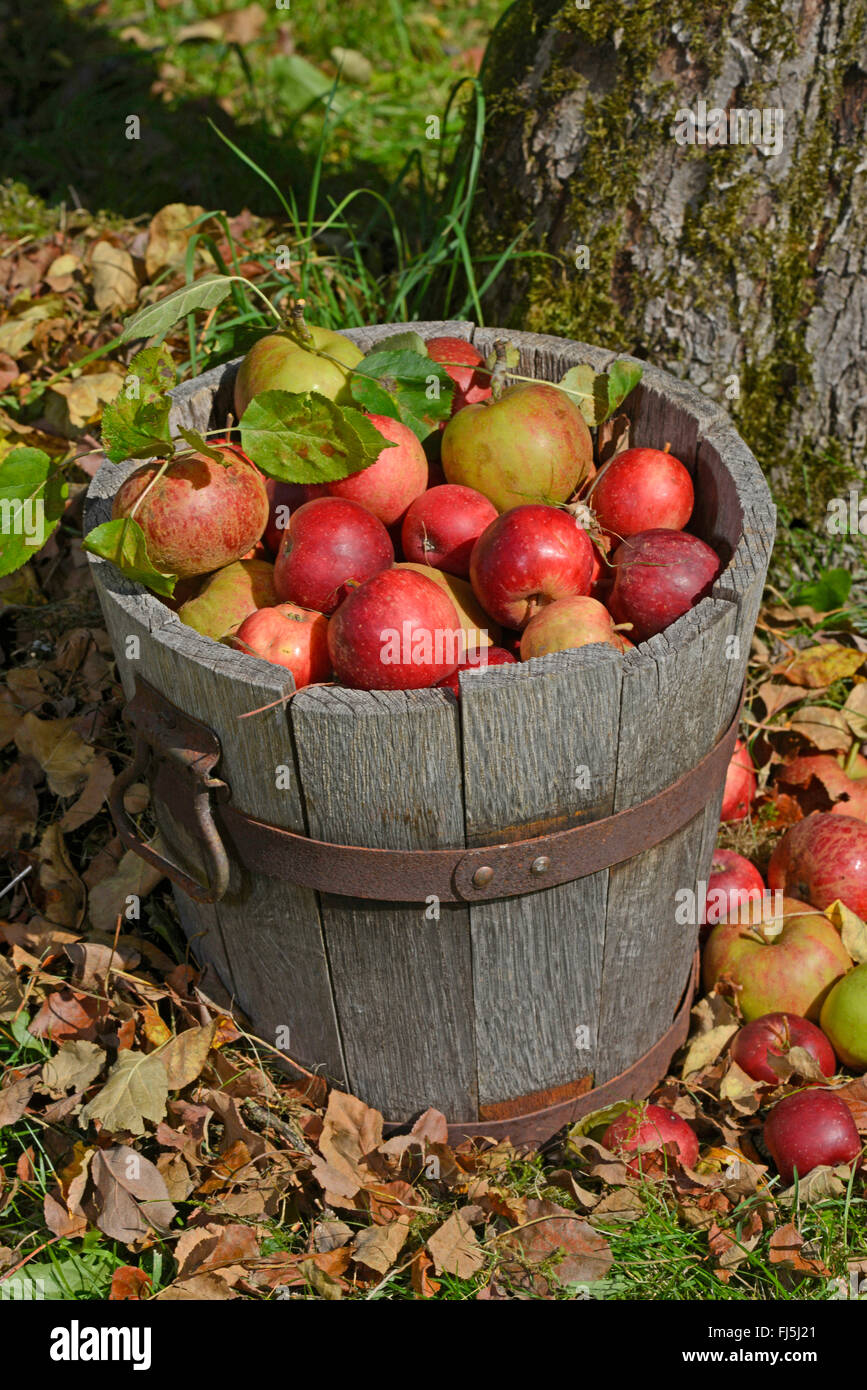 Wooden bucket hi-res stock photography and images - Alamy
