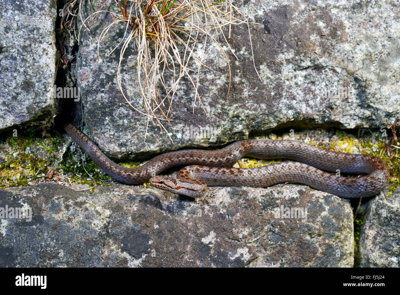 smooth snake (Coronella austriaca), smooth snake in a dry-stone wall ...