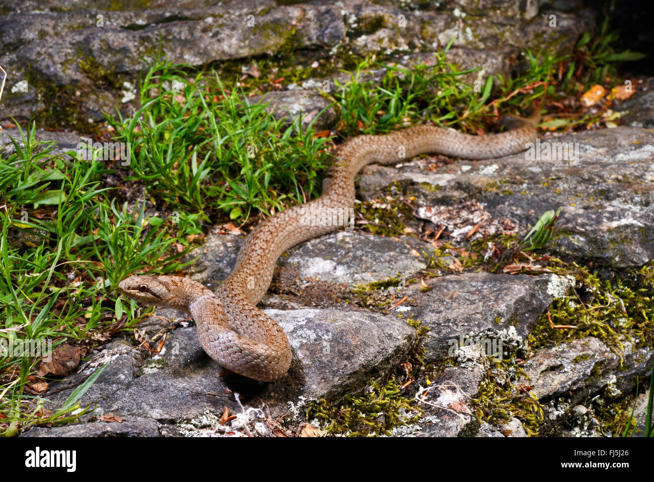 smooth snake (Coronella austriaca), smooth snake winding on stony ...