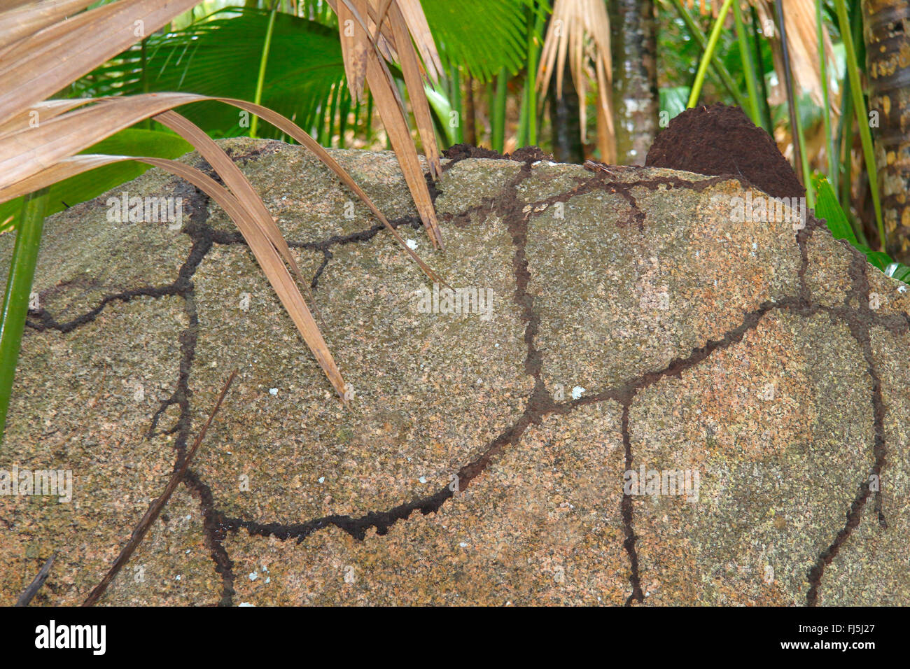 Termite Tunnels High Resolution Stock Photography and Images - Alamy