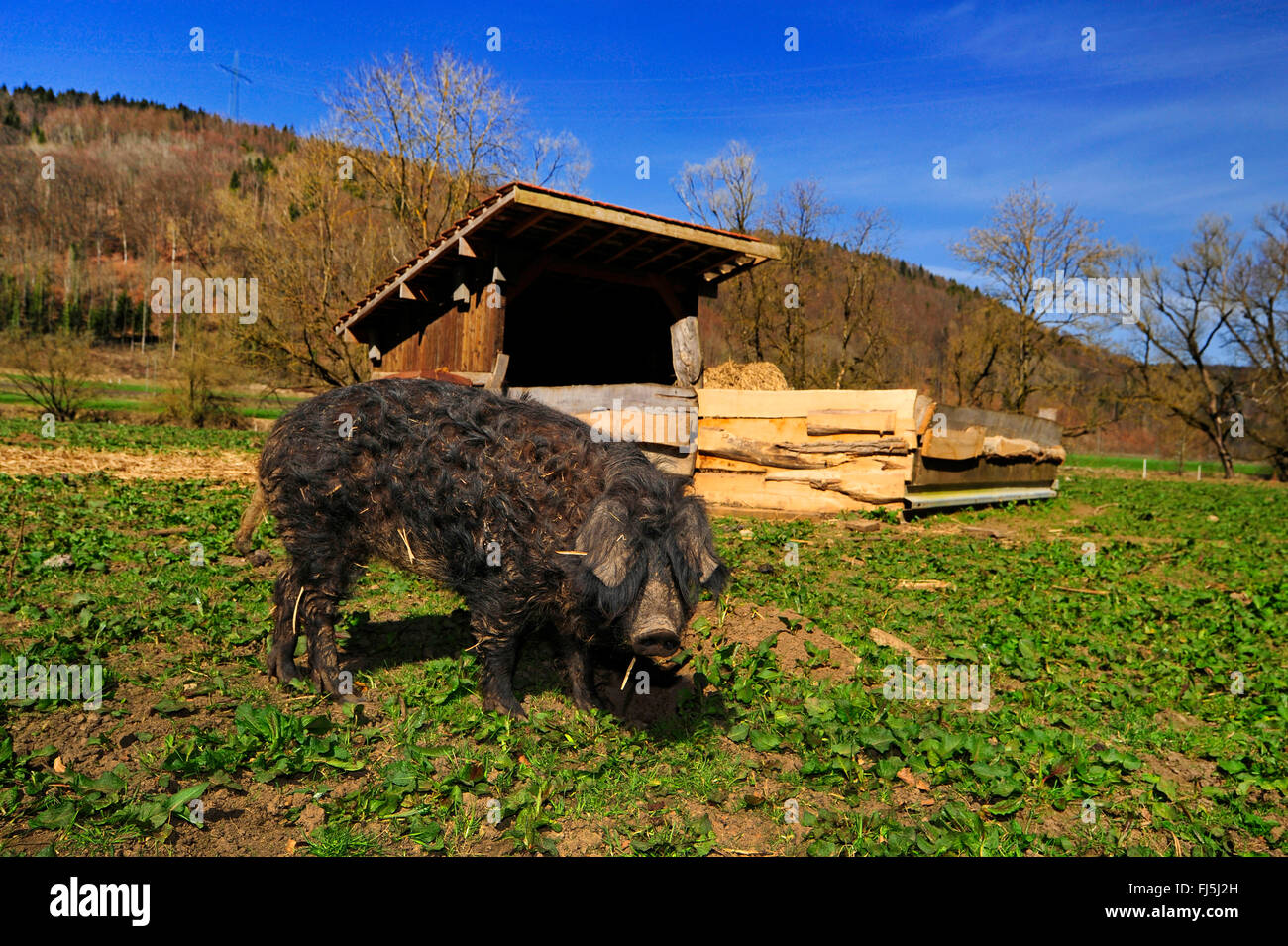 Mangalica, Mangalitsa, Mangalitza, Wooly Pig (Sus scrofa f. domestica ...
