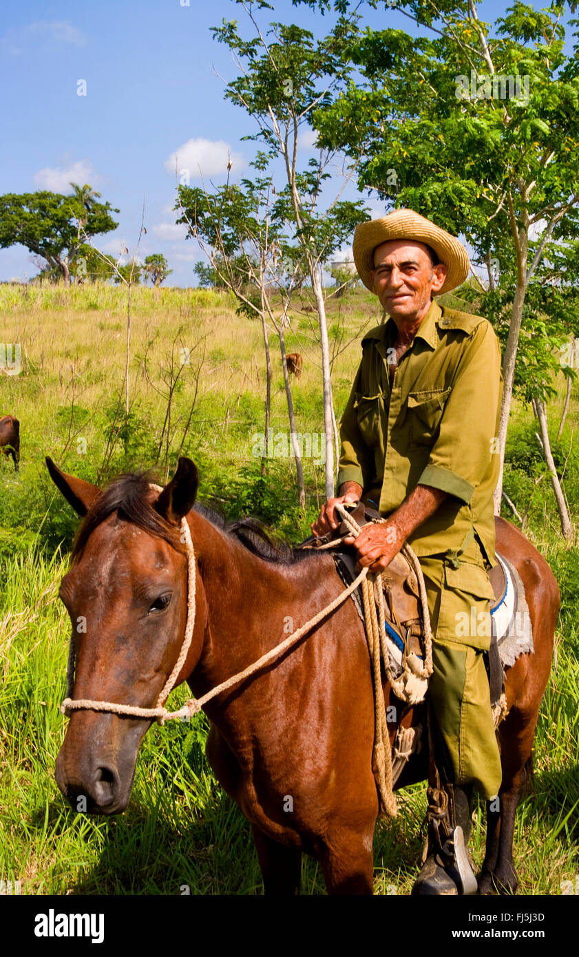 domestic horse (Equus przewalskii f. caballus), older Cuban cowboy on ...