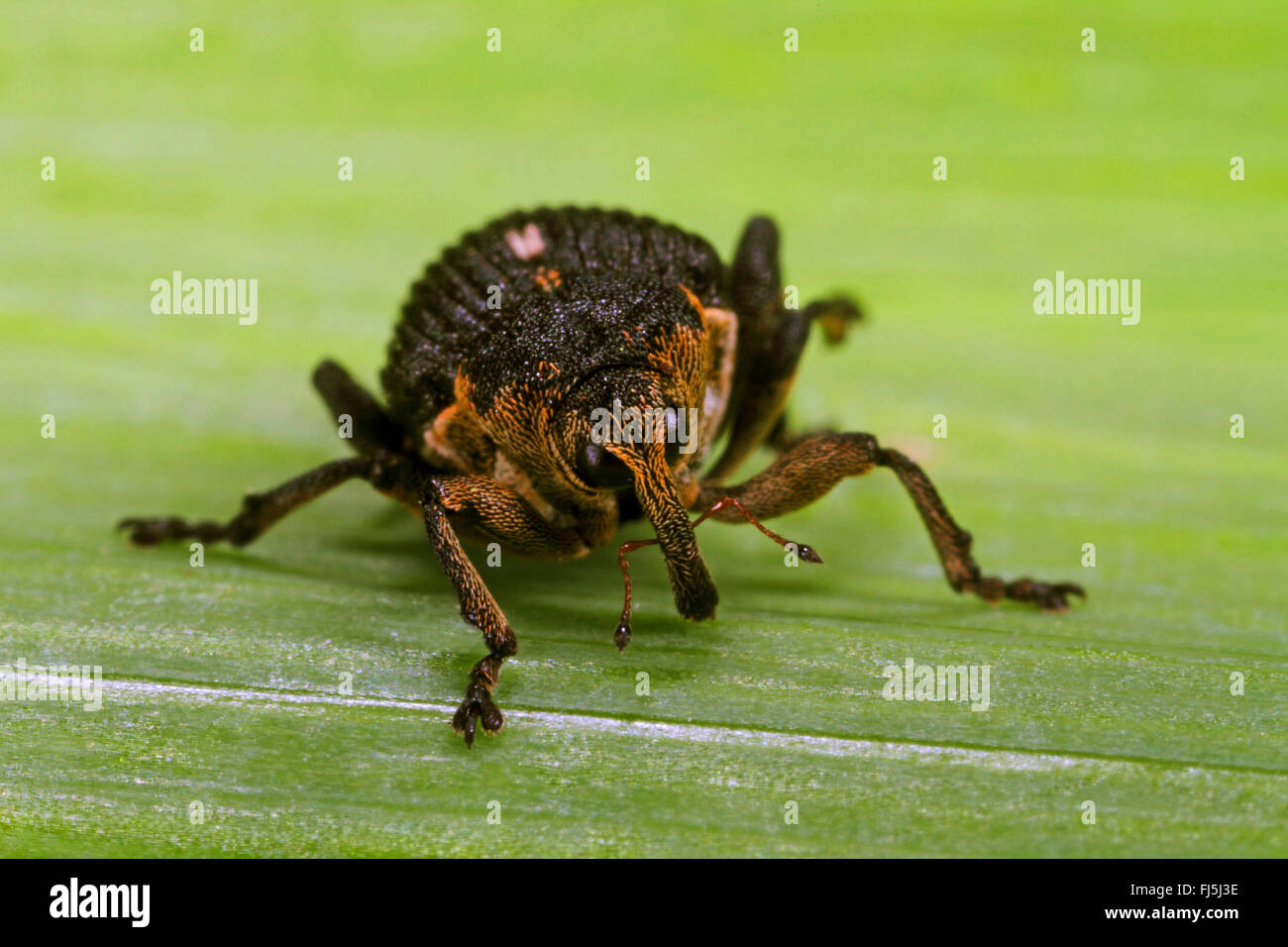 Mononychus punctumalbum hi-res stock photography and images - Alamy