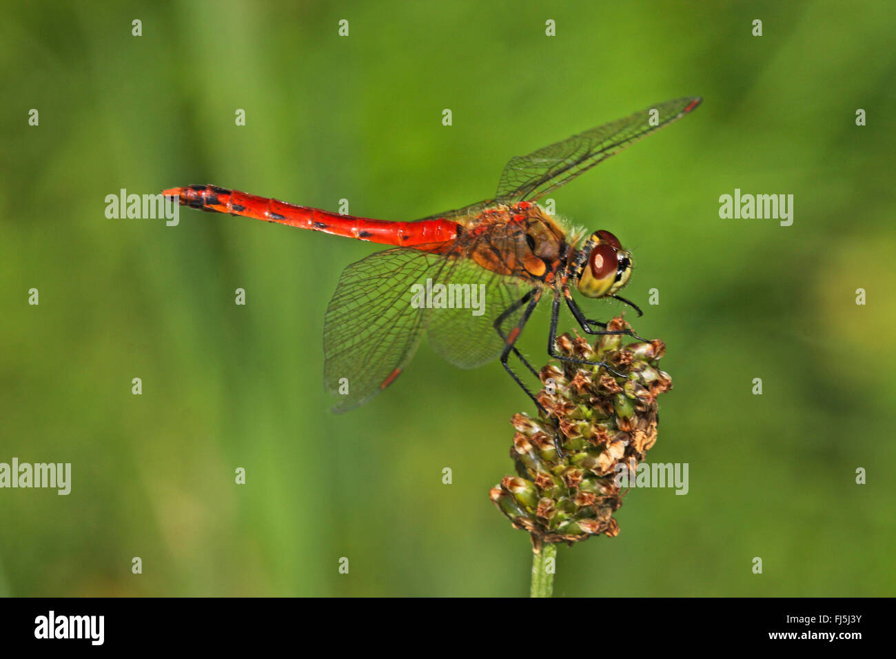 Eastern European sympetrum (Sympetrum depressiusculum), male, Germany ...