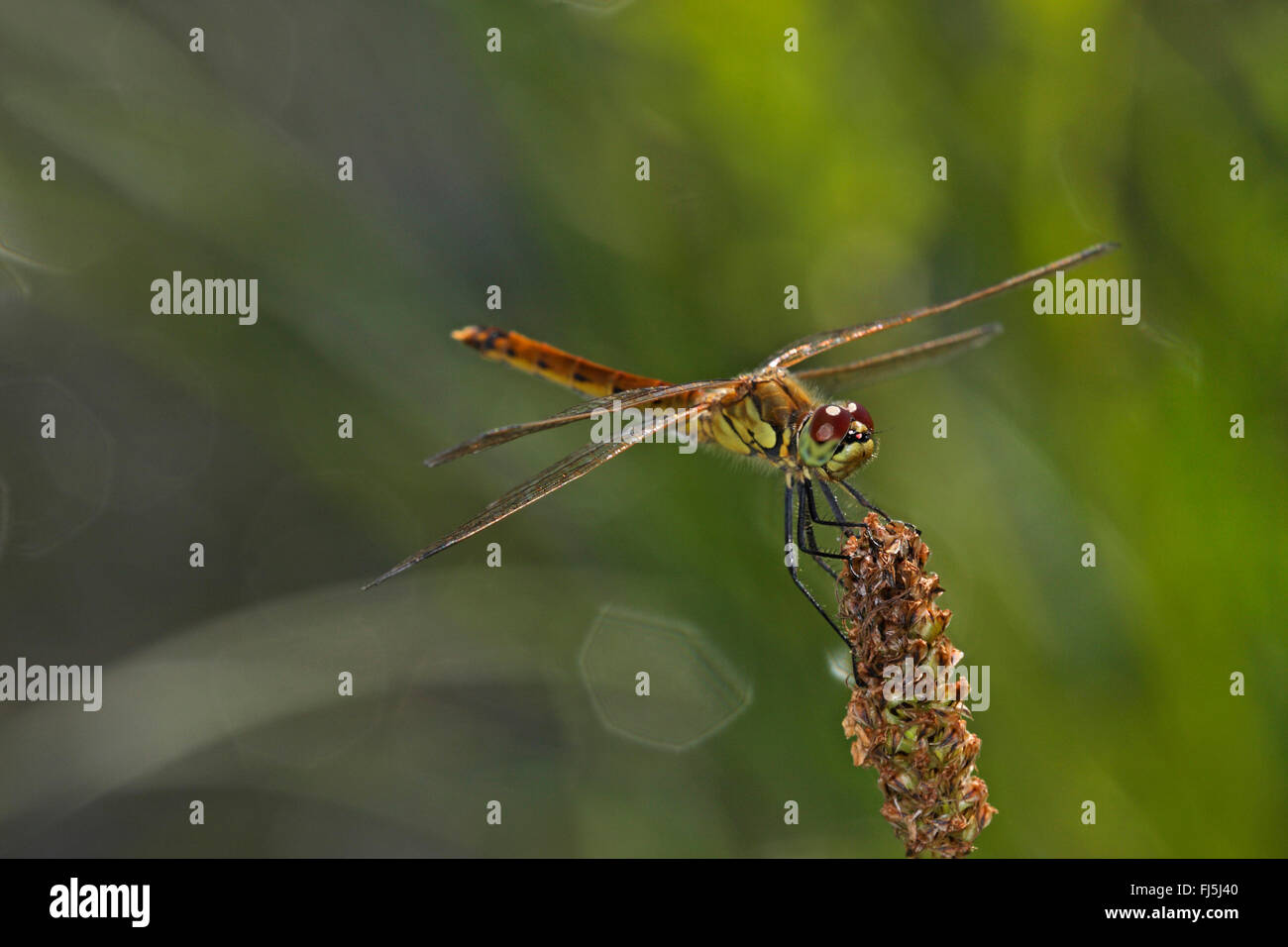 Eastern European sympetrum (Sympetrum depressiusculum), female, Germany ...