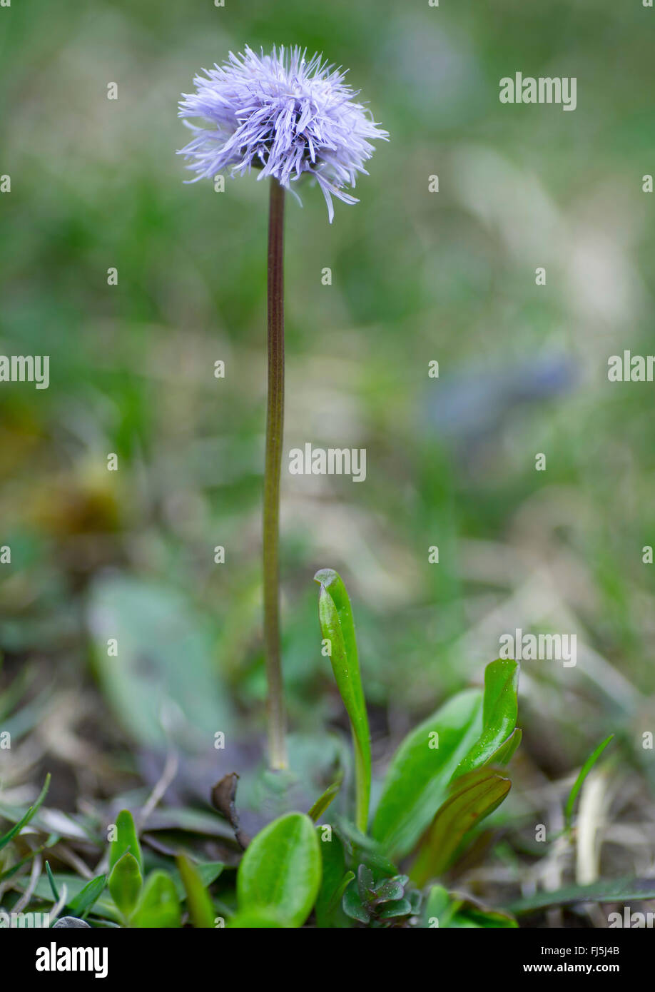 Globe daisy (Globularia nudicaulis), blooming, Germany, Bavaria ...