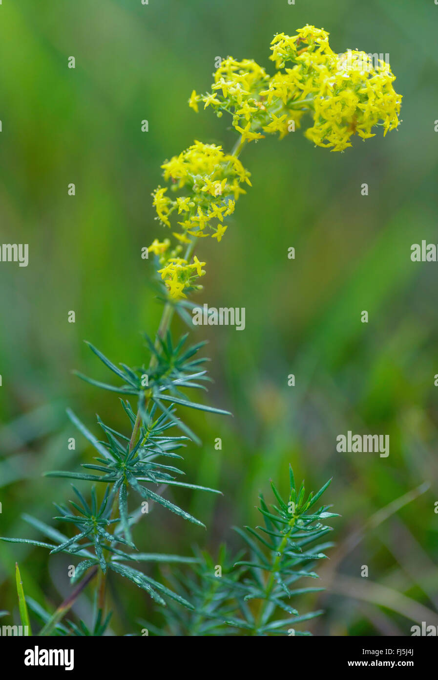 Lady's bedstraw, Yellow bedstraw, Yellow spring bedstraw (Galium verum ...