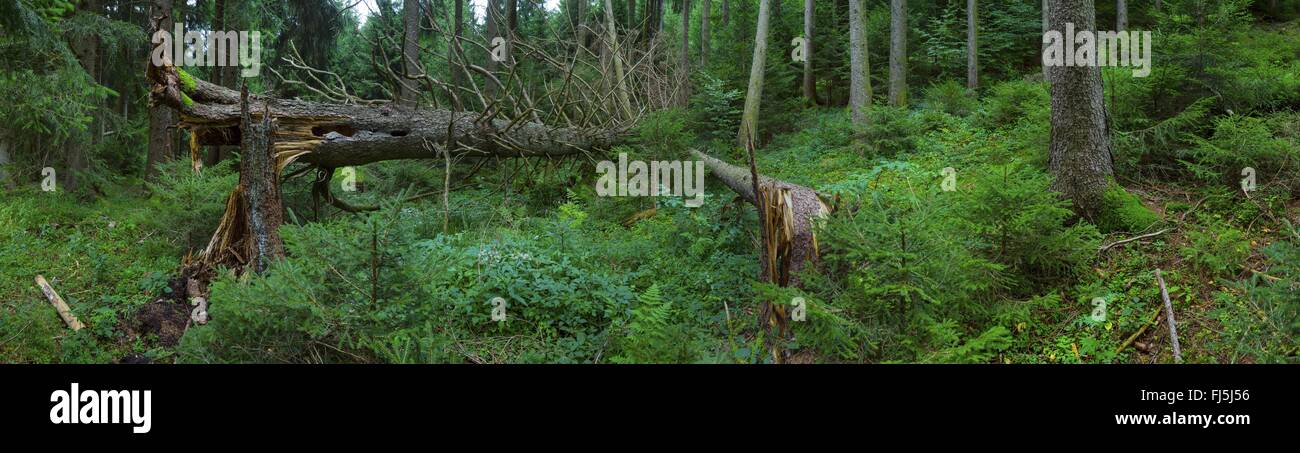 Norway spruce (Picea abies), broken spruce trunk, Germany, Bavaria ...