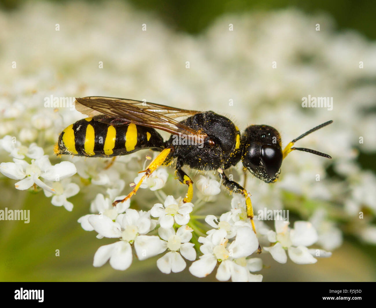 digger wasp (Ectemnius lapidarius), Female foraging on Wild Carrot (Daucus carota), Germany ...