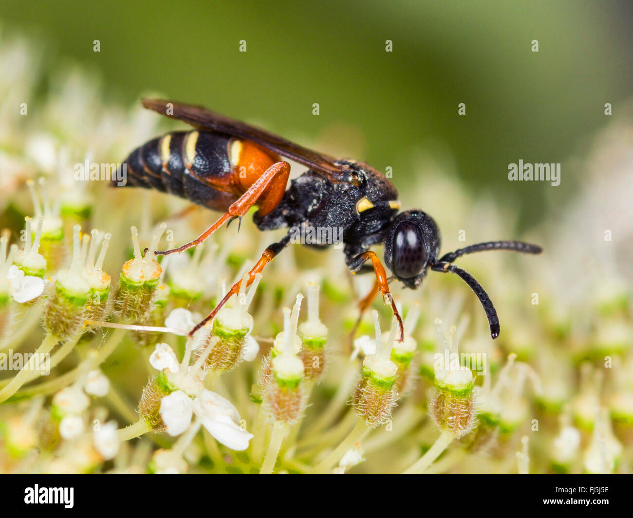 Maculosus hi-res stock photography and images - Alamy