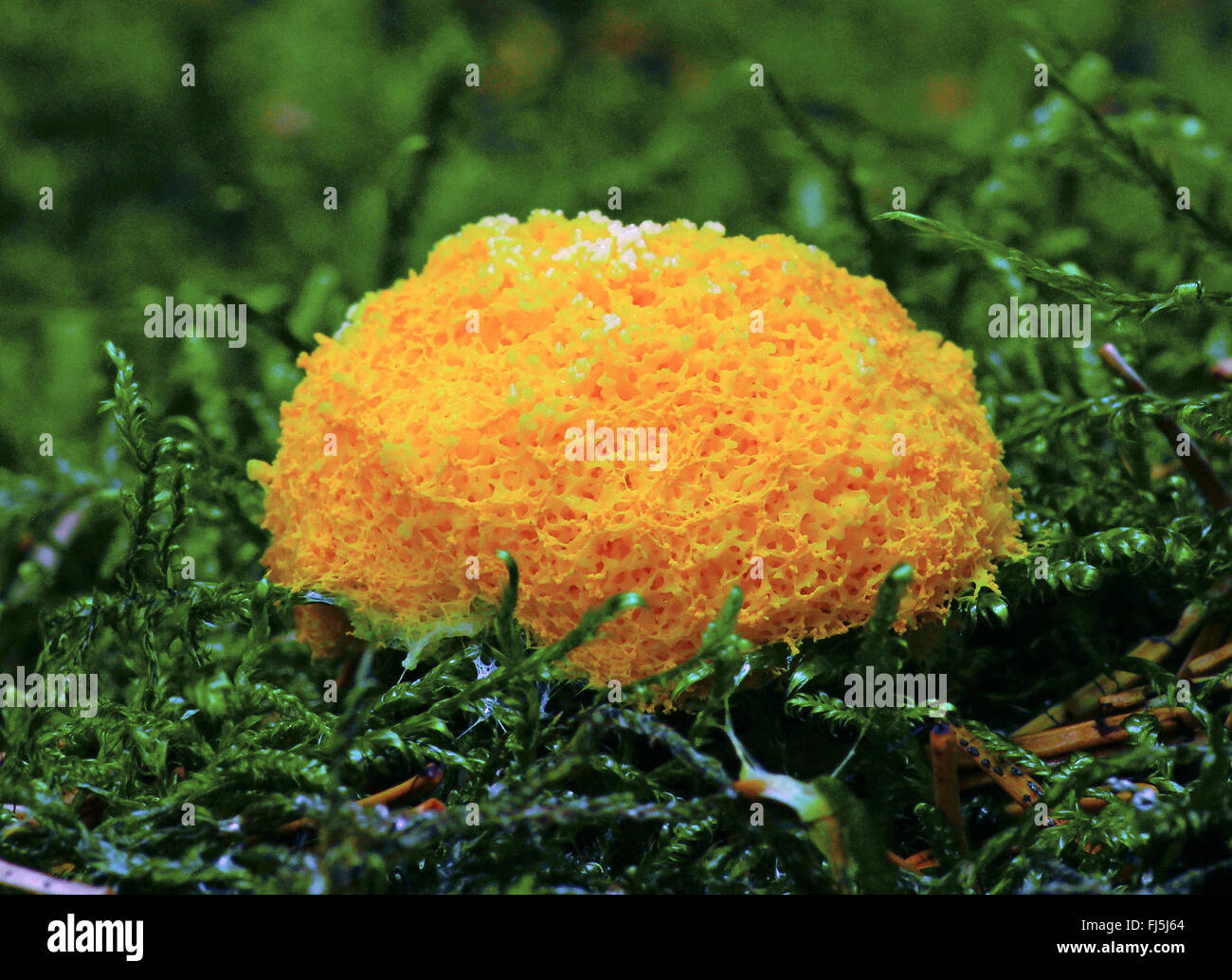 Scrambled egg slime, Flowers of tan (Fuligo septica), on moss, Germany ...