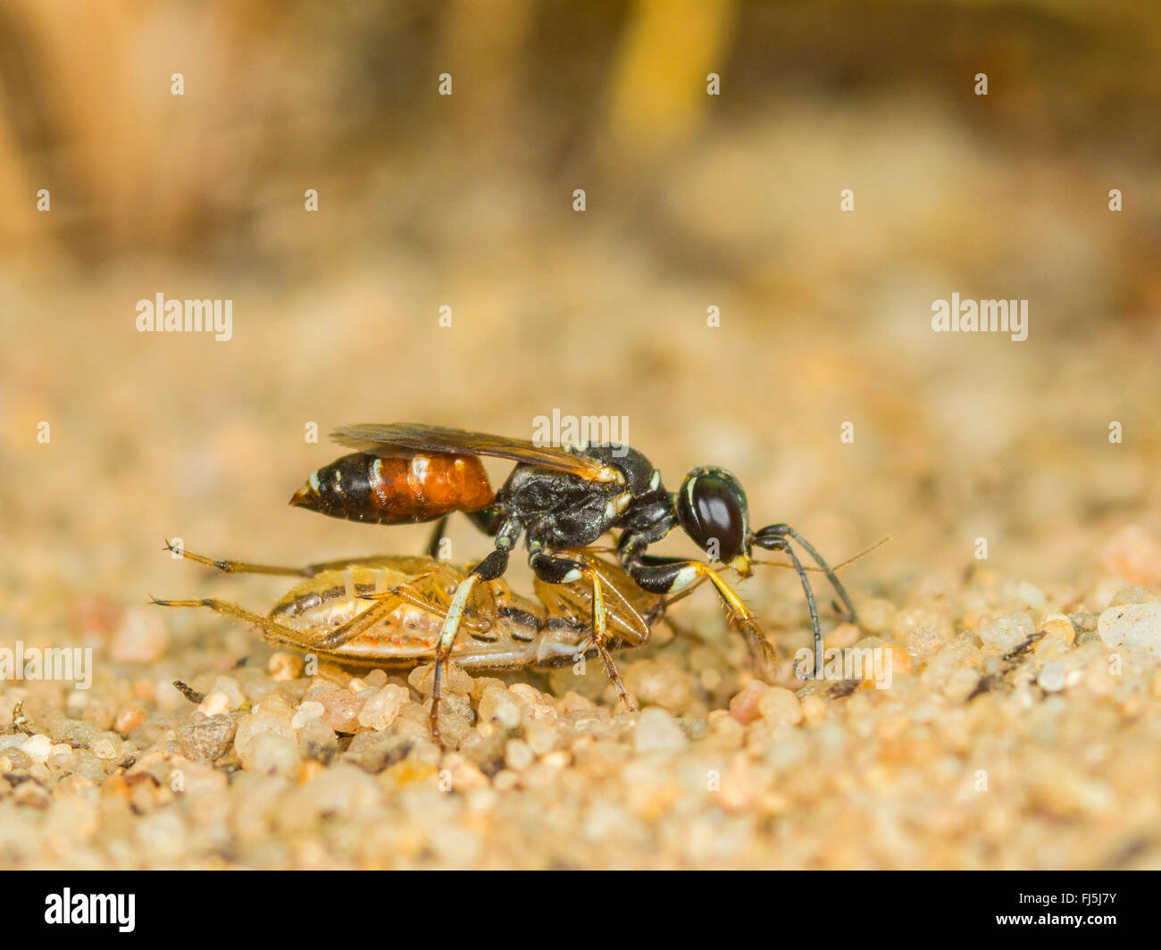 digger wasp (Dinetus pictus), Female with captured bug (Nabis sp.) at ...