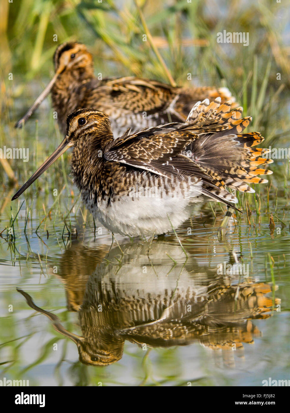 common snipe (Gallinago gallinago), adult birds sunbathing in shallow ...