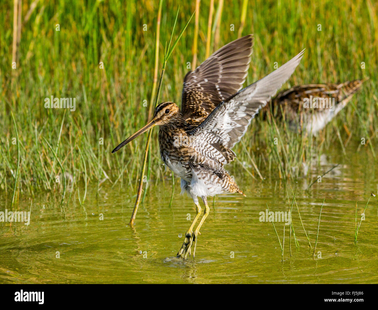 Snipe flapping wings hi-res stock photography and images - Alamy