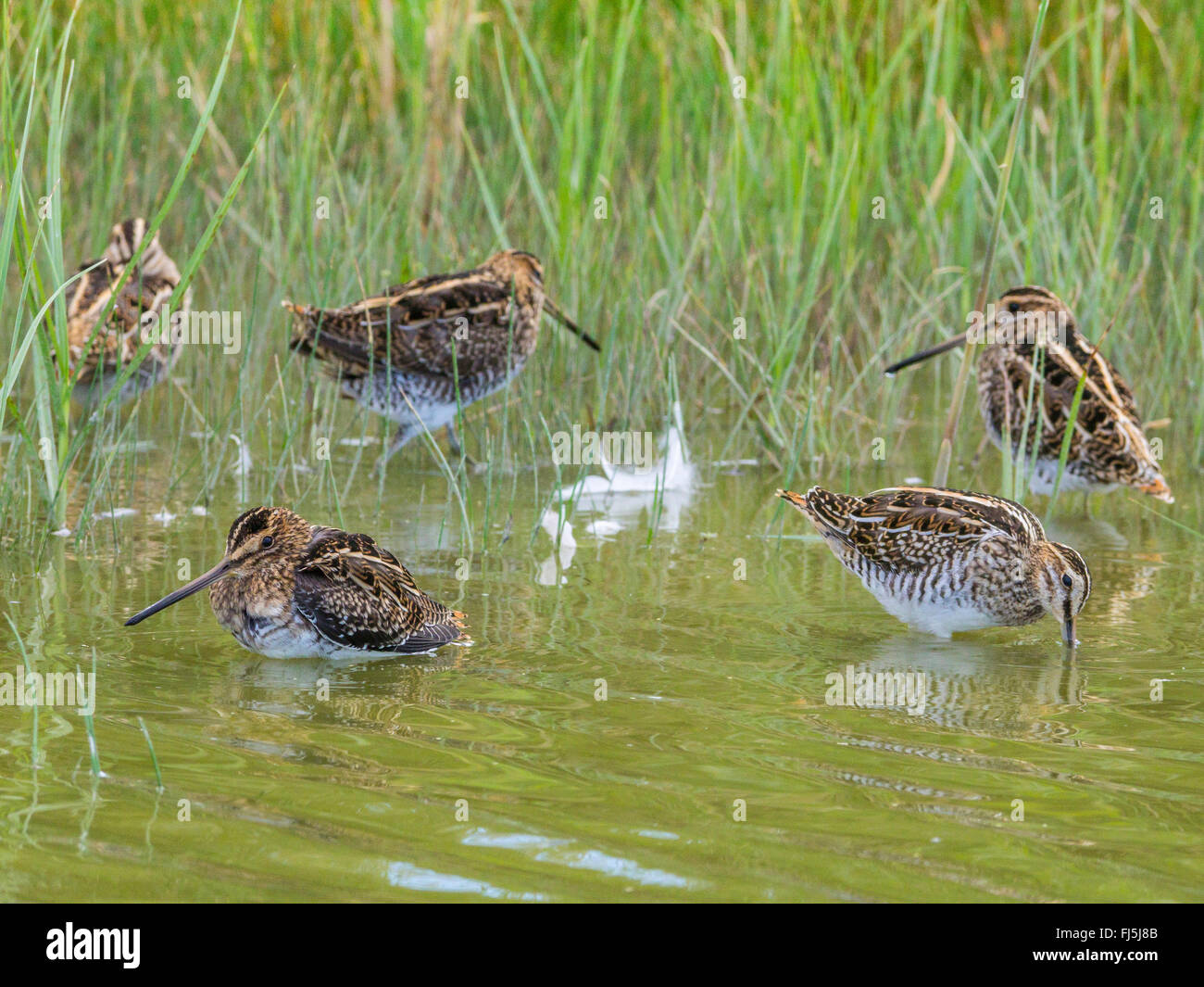 common snipe (Gallinago gallinago), troop searching food in reed belt ...
