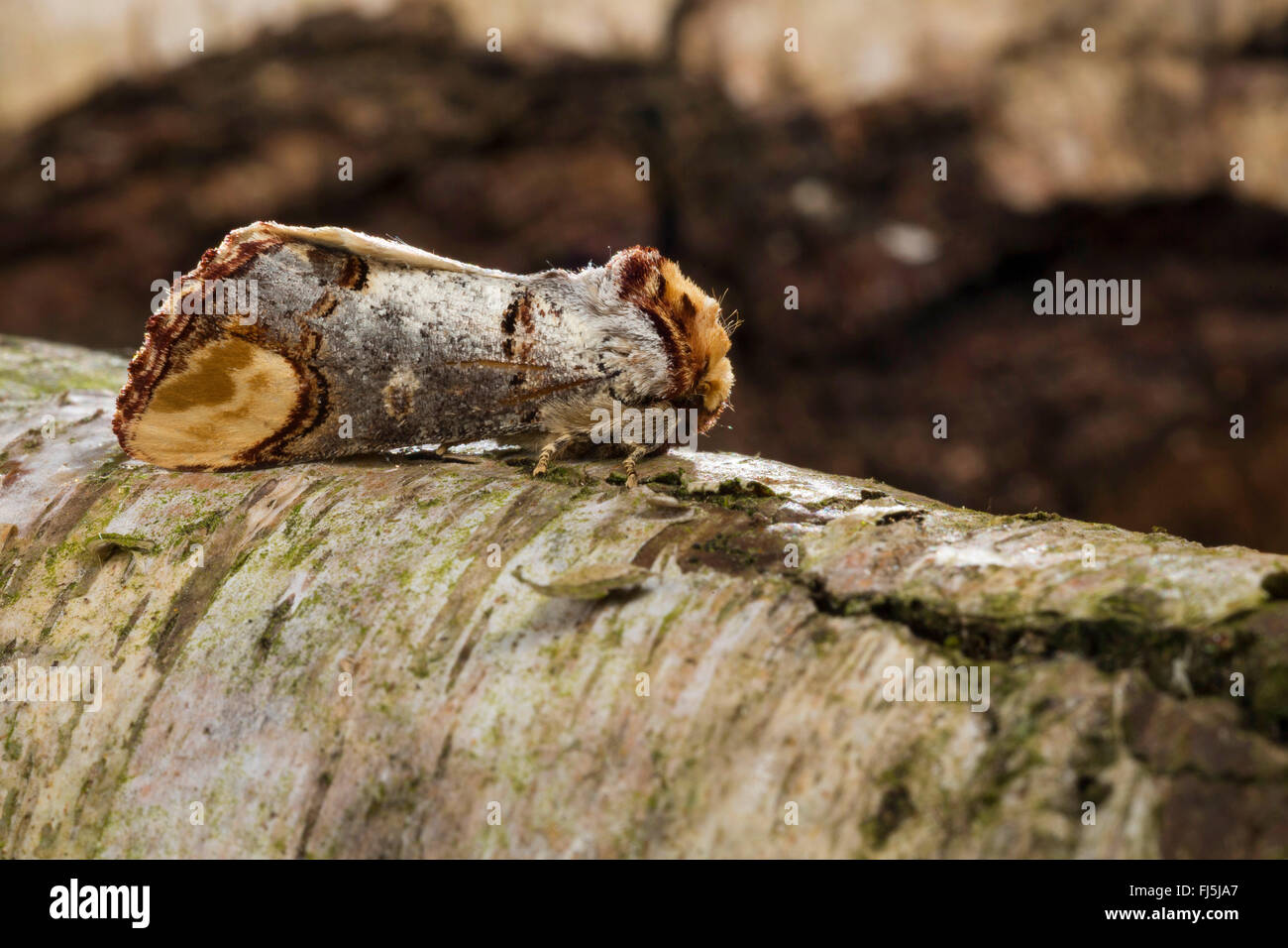 Buff-tip moth, Buff tip caterpillar (Phalera bucephala), well ...