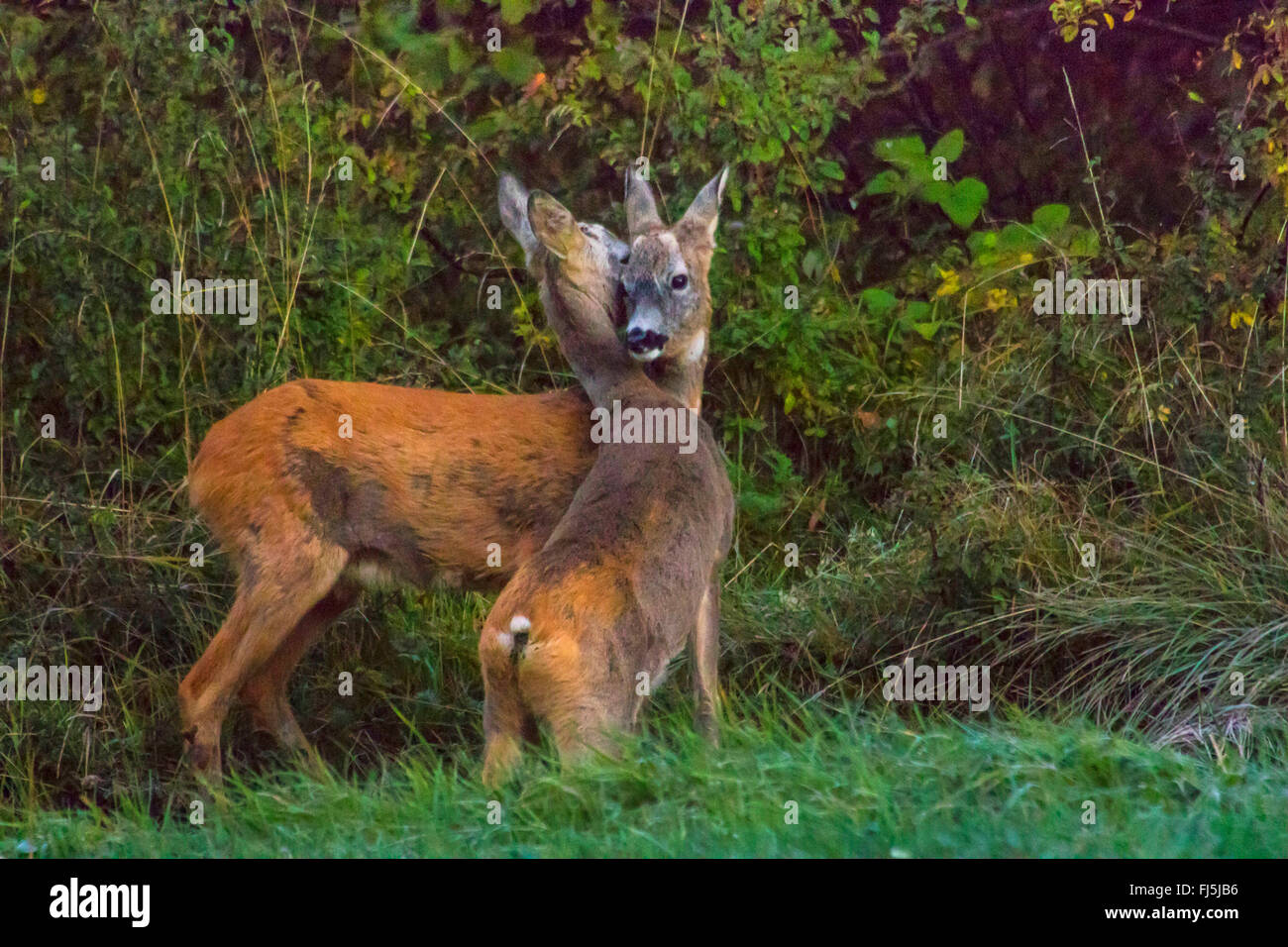 Two deers hi-res stock photography and images - Alamy