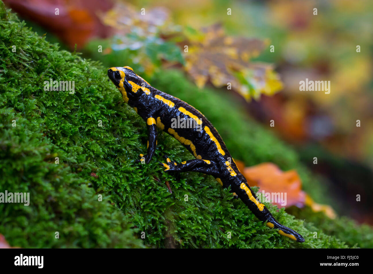 European fire salamander (Salamandra salamandra), sitting on moss ...
