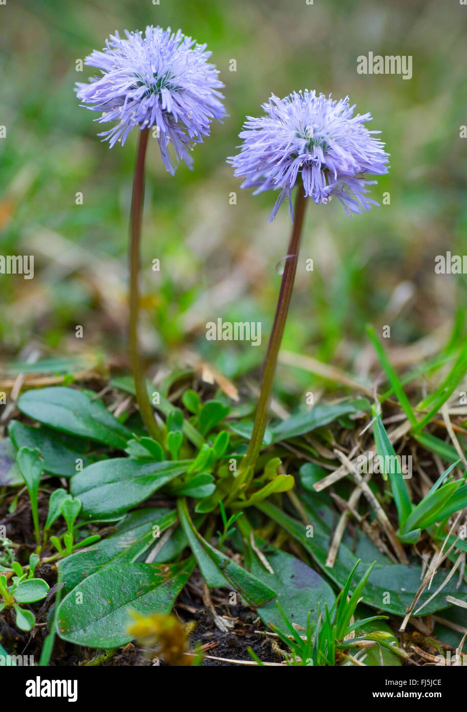 Globe daisy globularia nudicaulis hi-res stock photography and images ...