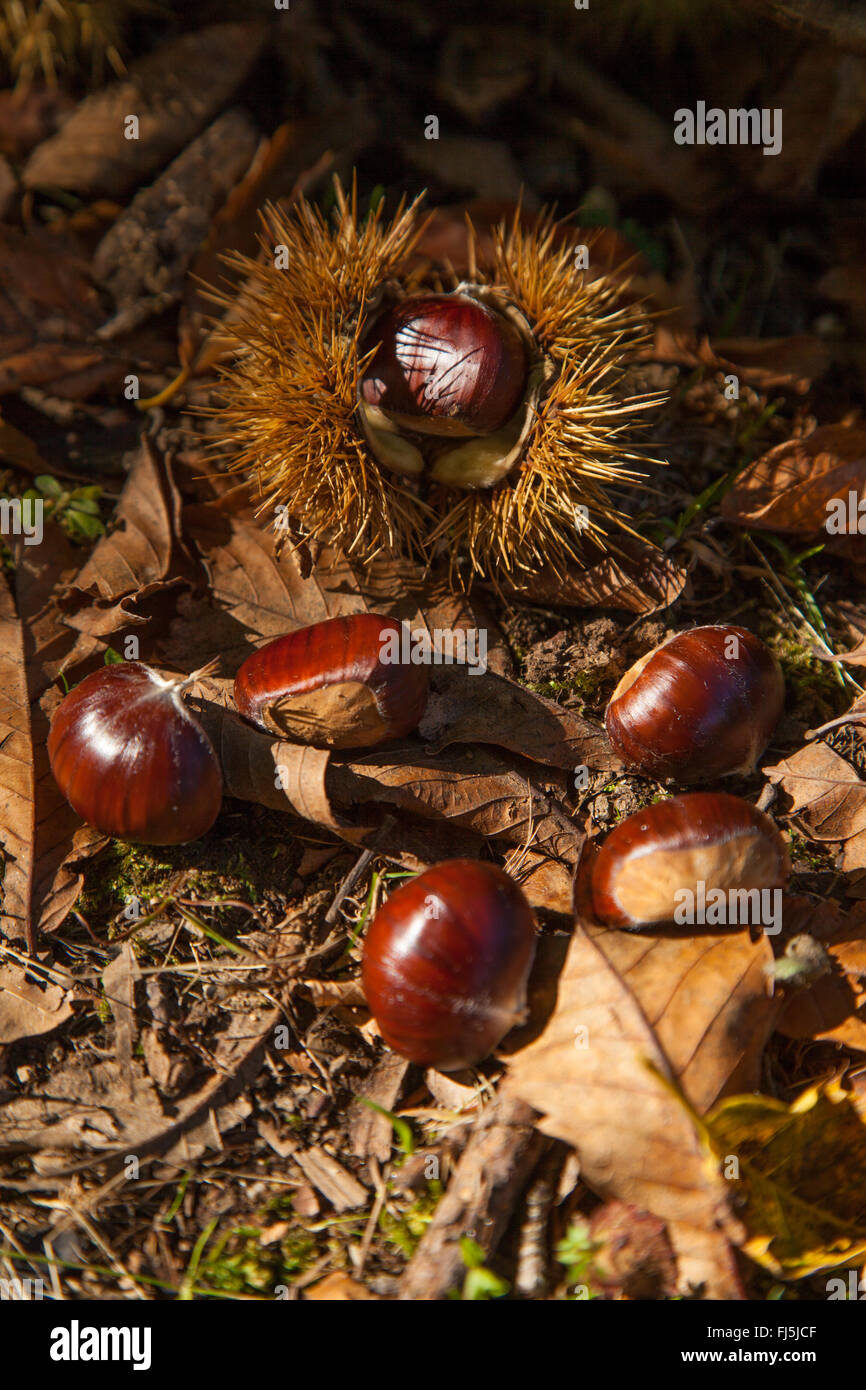 Woodland chestnuts hi-res stock photography and images - Alamy