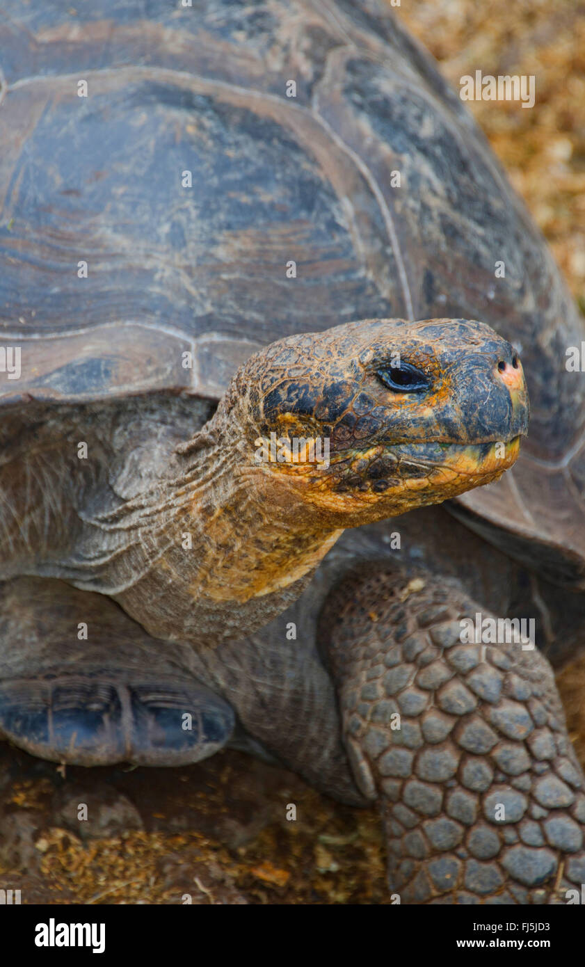 Galapagos giant tortoise side view hi-res stock photography and images ...