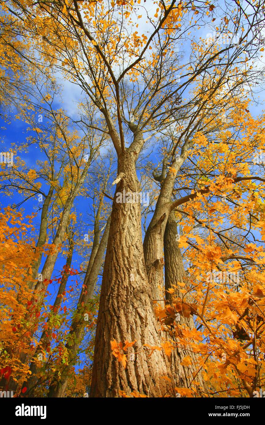 Poplar populus spec hi-res stock photography and images - Alamy