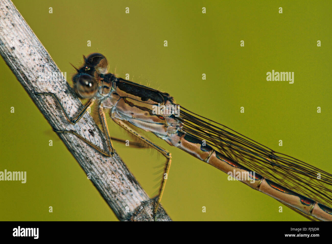 Siberian winter damselfly (Sympecma annulata, Sympecma paedisca), at a ...