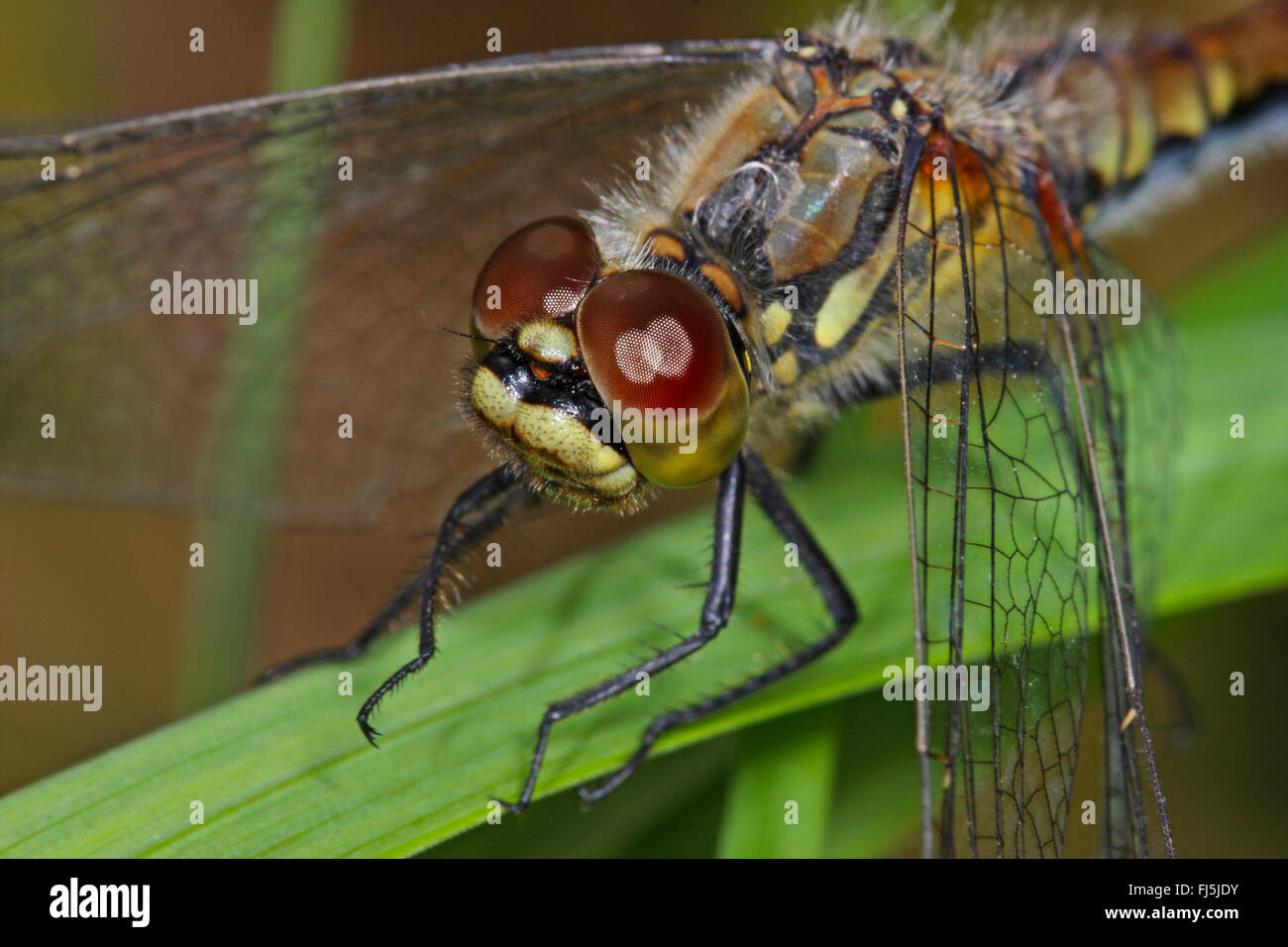 black sympetrum (Sympetrum danae), portrait on a leaf, Germany Stock ...