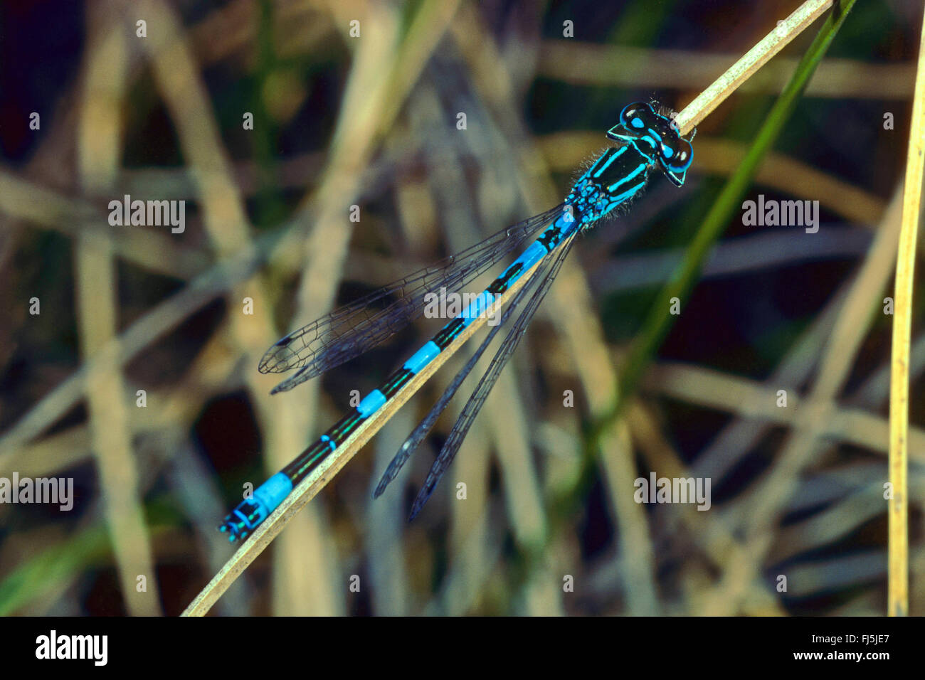Southern damselfly (Coenagrion mercuriale), male, Germany Stock Photo ...