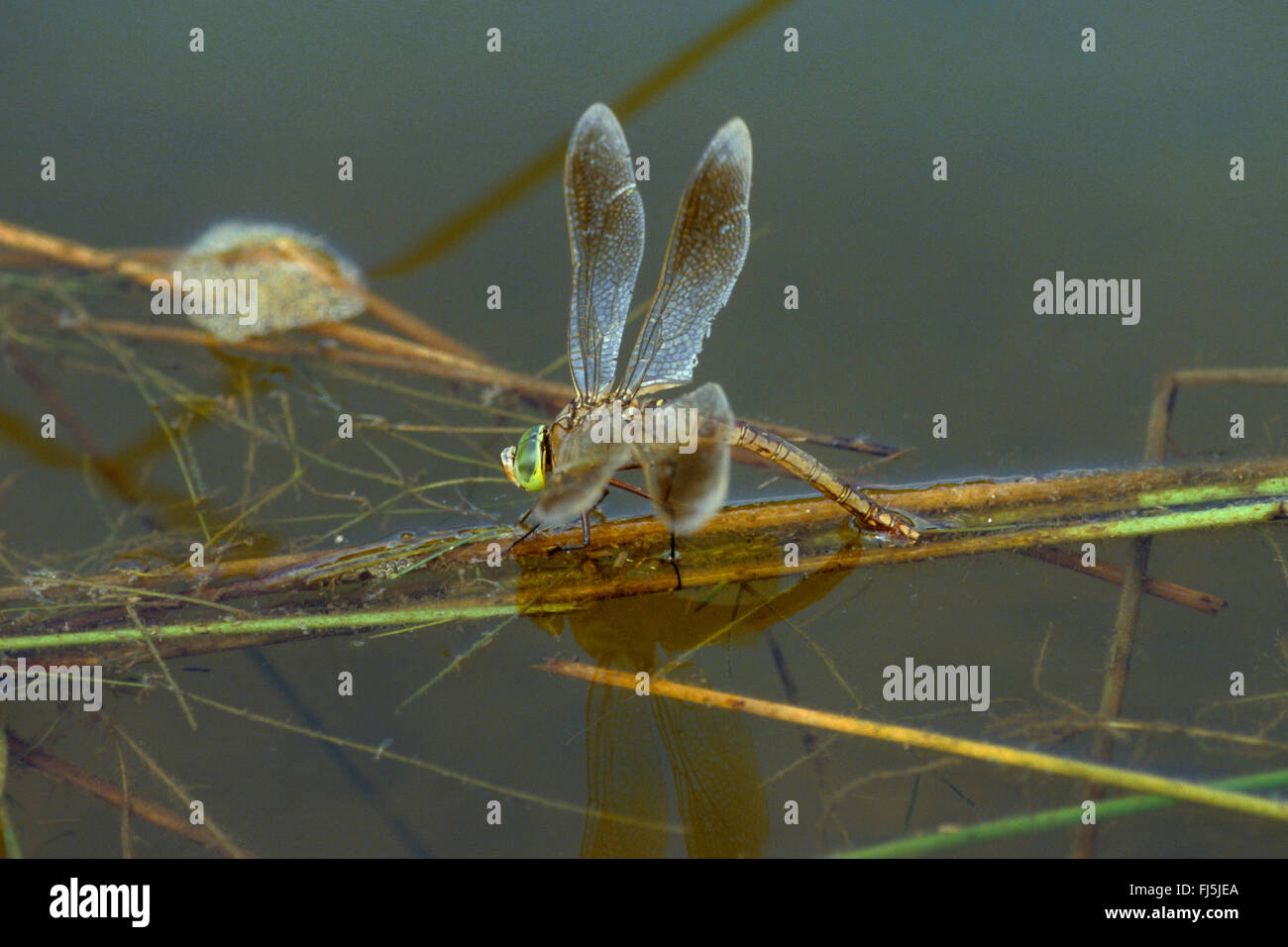 lesser emperor dragonfly (Anax parthenope), female laying eggs, Germany ...