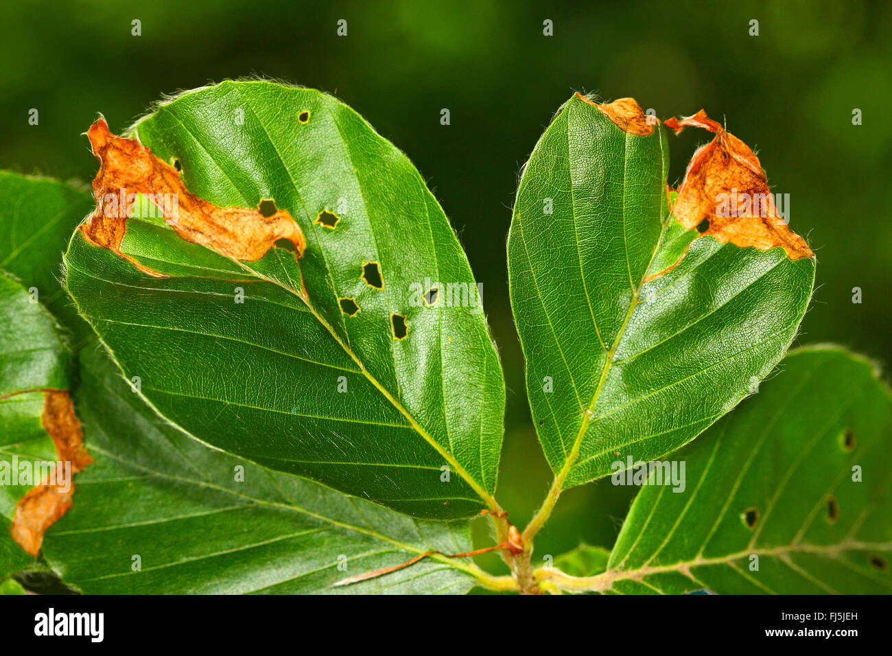 beech flea weevil, beech leaf mining weevil, beech leafminer ...