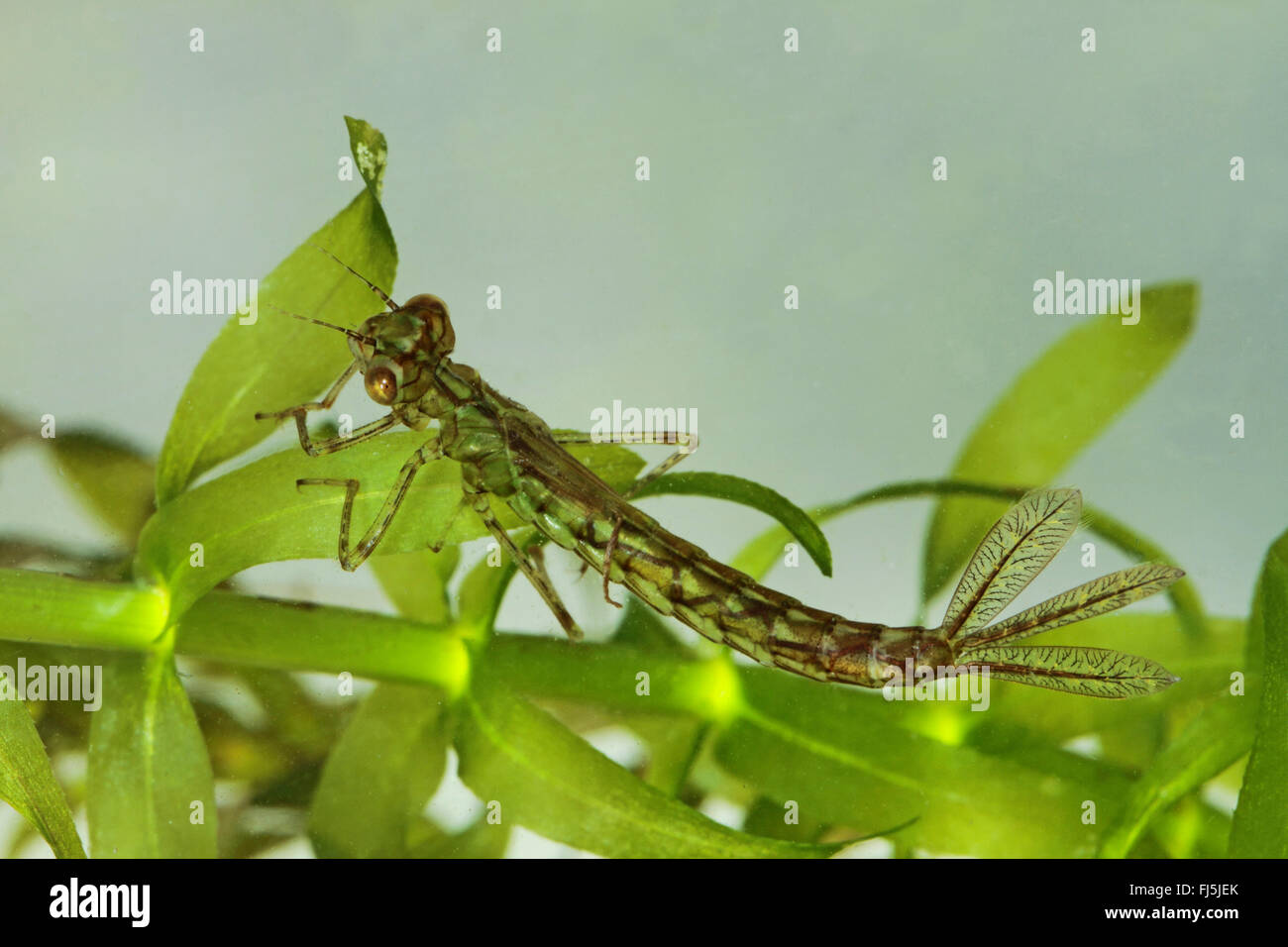 Aquatic nymphs hi-res stock photography and images - Alamy