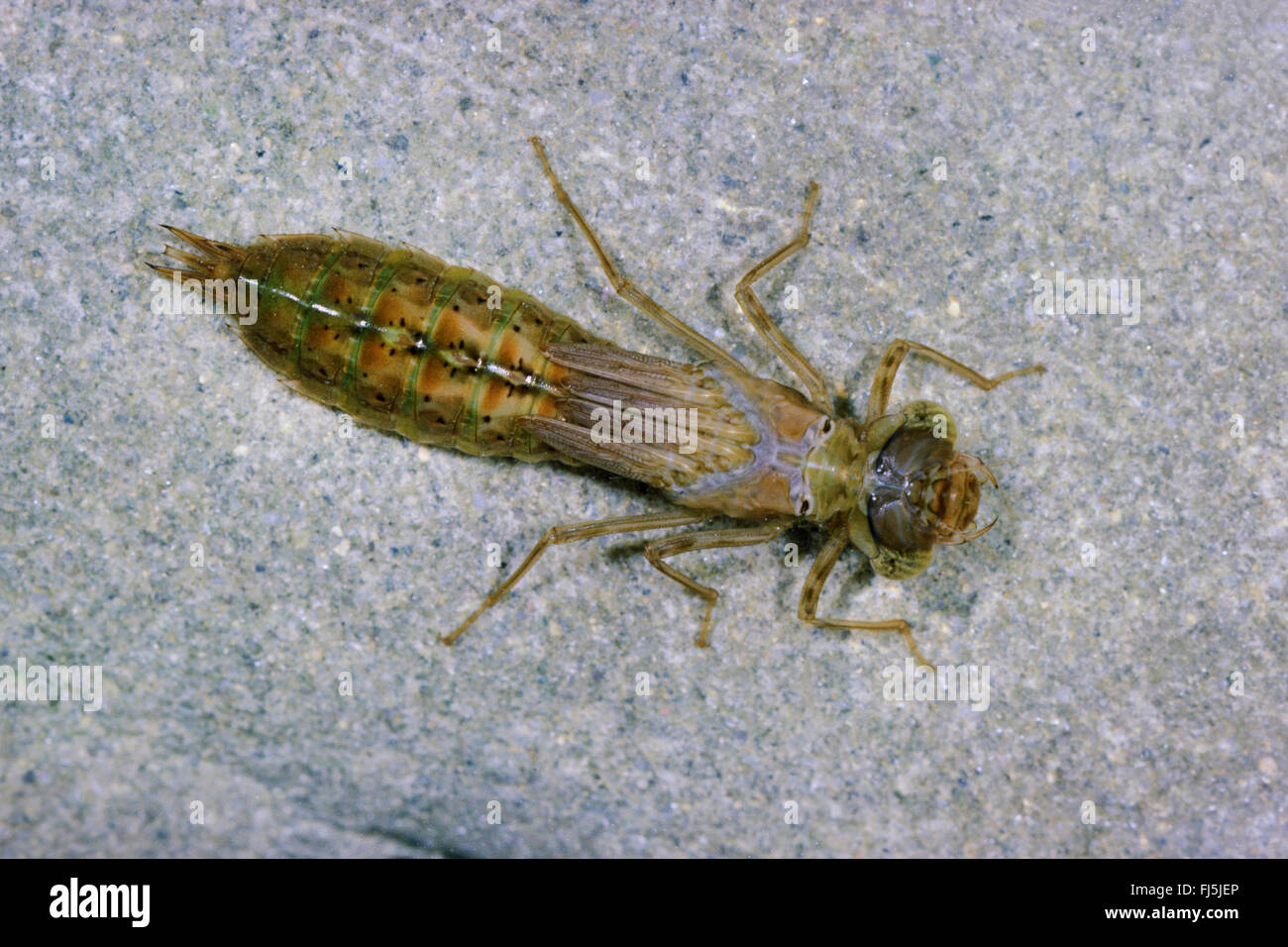scarce aeshna, migrant hawker (Aeshna mixta), aquatic larva, Germany ...