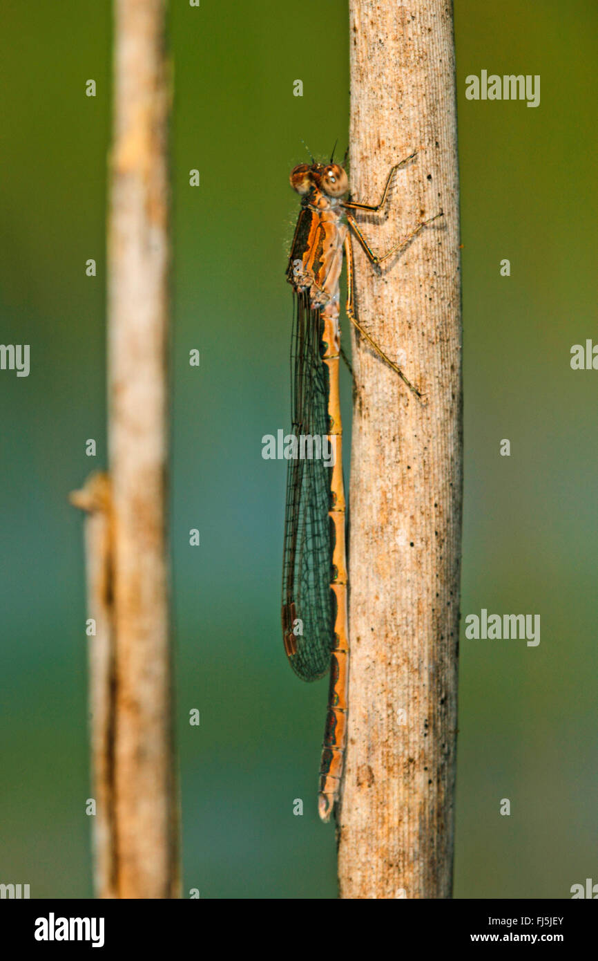 Siberian winter damselfly (Sympecma annulata, Sympecma paedisca), at a ...
