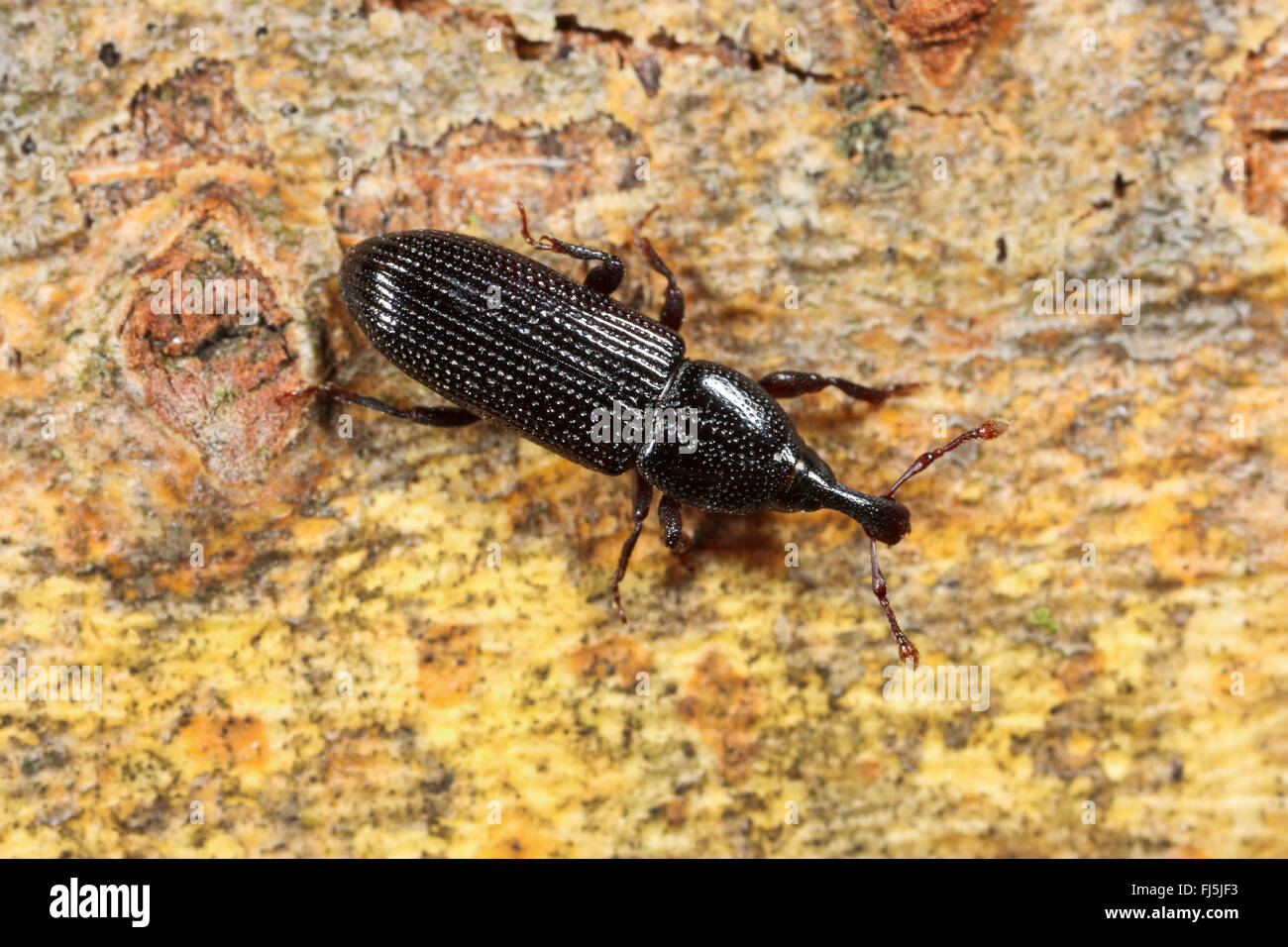 Weevil (Cossonus linearis, Cossonus planatus), on bark, Germany Stock ...