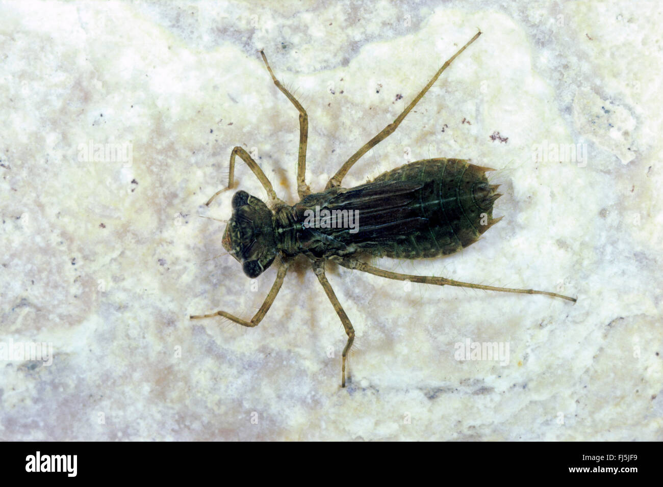 yellow-winged sympetrum, yellow-winged darter (Sympetrum flaveolum ...