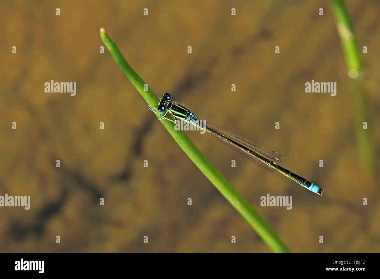 lesser ischnura, scarce blue-tailed damselfly (Ischnura pumilio), male ...