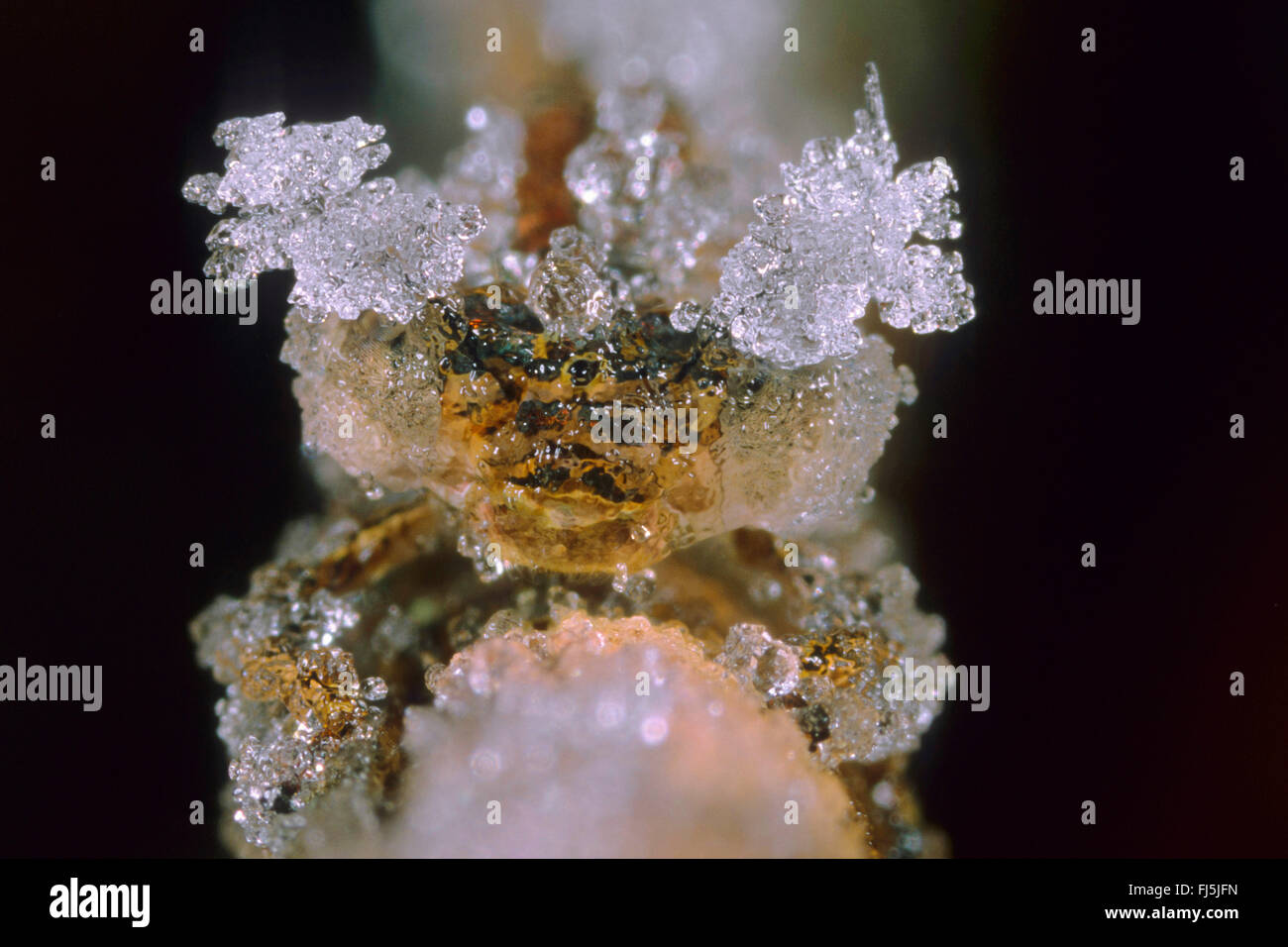Siberian winter damselfly (Sympecma annulata, Sympecma paedisca ...