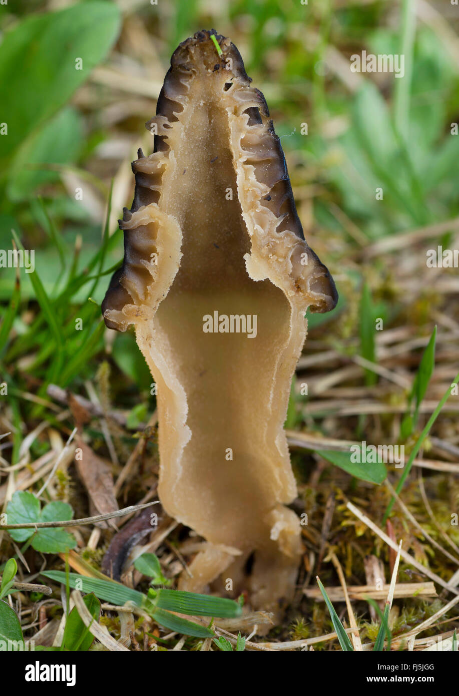 Morchella conica hi-res stock photography and images - Alamy