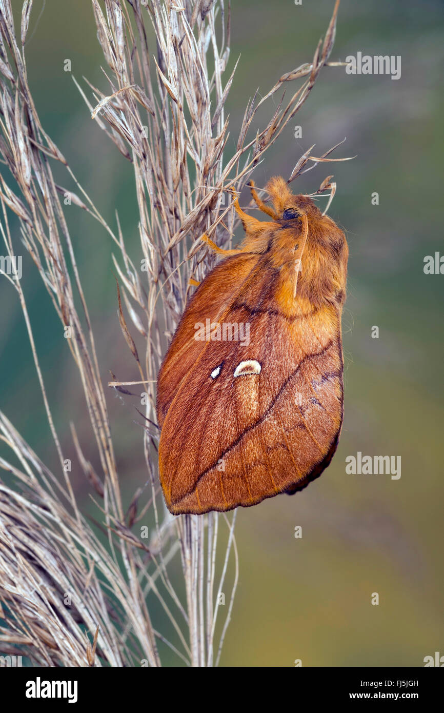 The Drinker (Philudoria potatoria, Euthrix potatoria), female, Germany ...