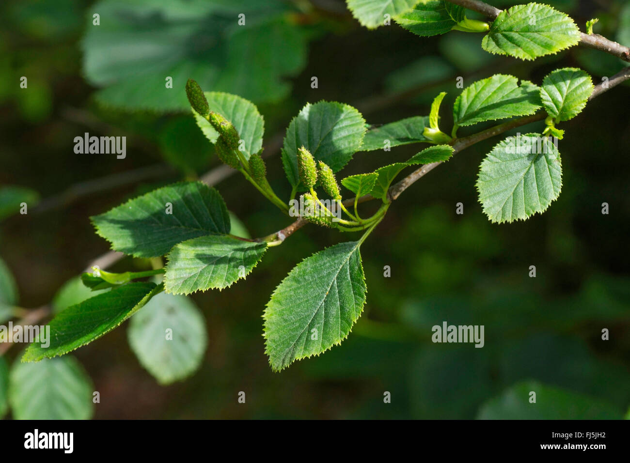 Green Alder (Alnus viridis, Alnus alnobetula), branch with ...