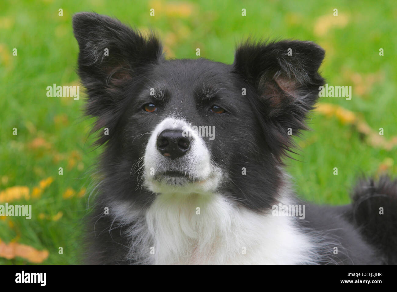 Border Collie (Canis lupus f. familiaris), fourteen years old female ...