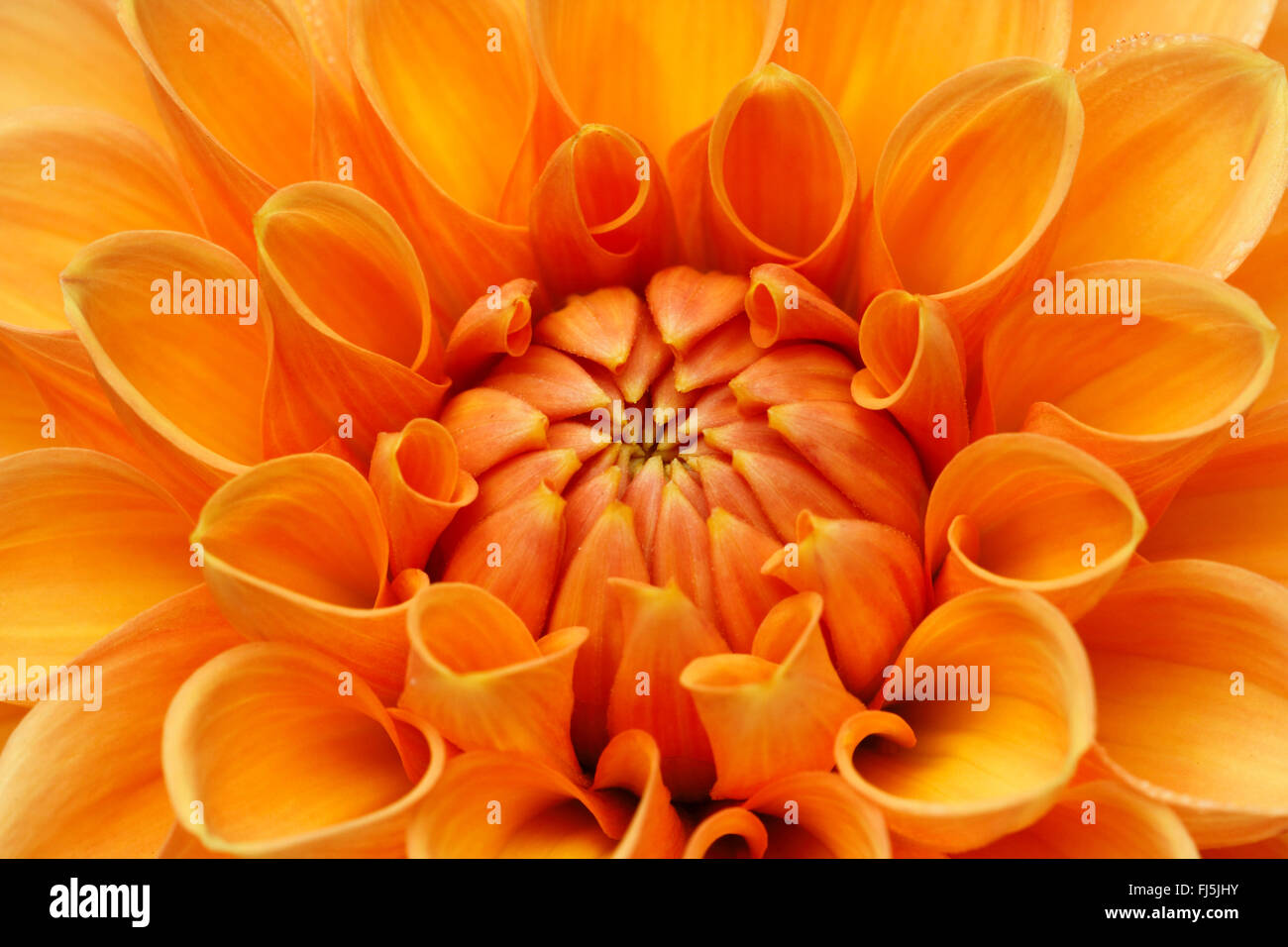 georgina (Dahlia spec.), detail of a flower head Stock Photo - Alamy