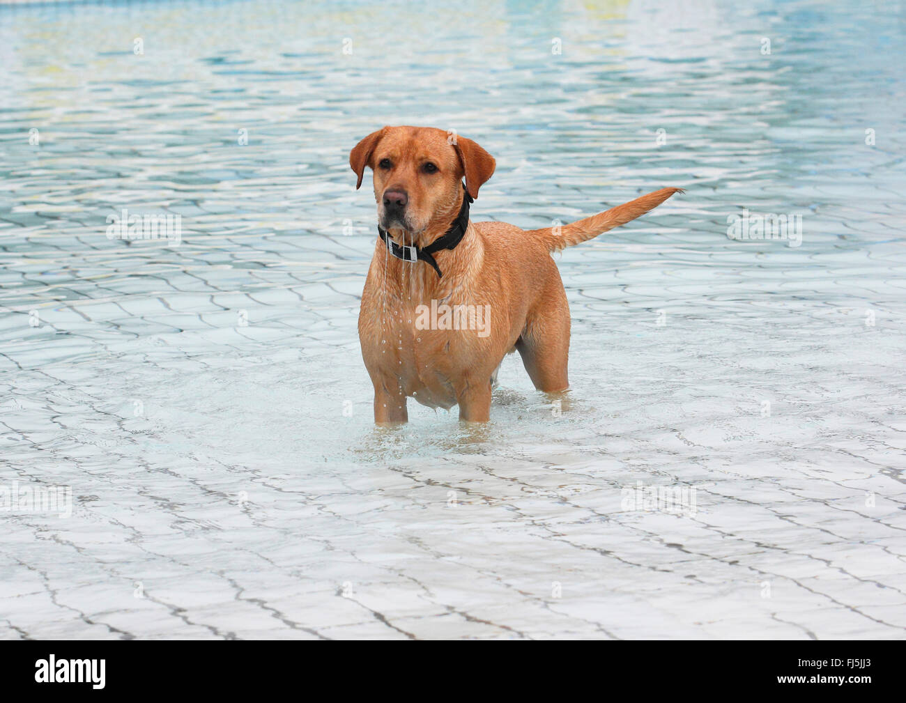 Male labrador retriever hi-res stock photography and images - Alamy