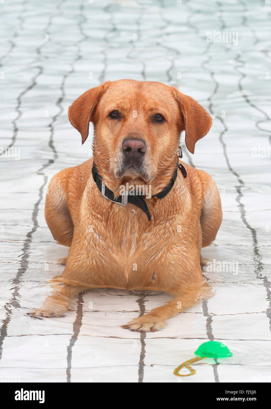 Labrador cooling off hi-res stock photography and images - Alamy