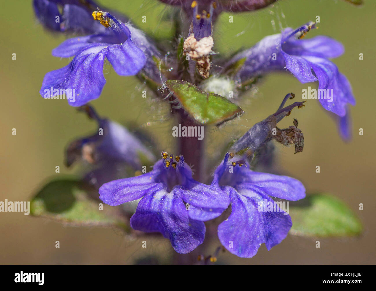 Common bugle, Creeping bugleweed (Ajuga reptans), inflorescence ...