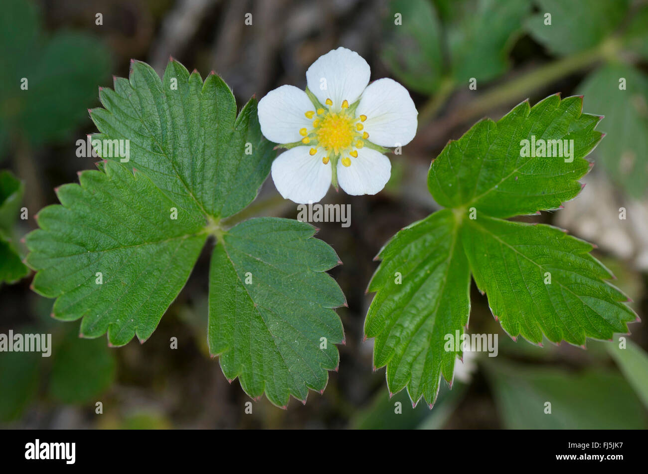 European wild strawberry leaves hi-res stock photography and images - Alamy