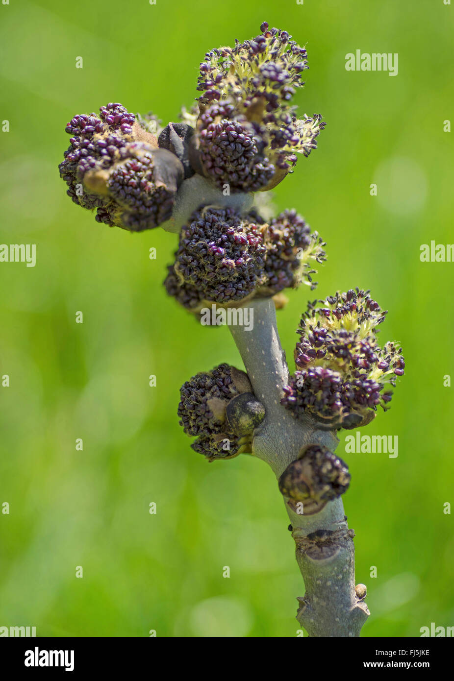 South europe flowering ash hi-res stock photography and images - Alamy